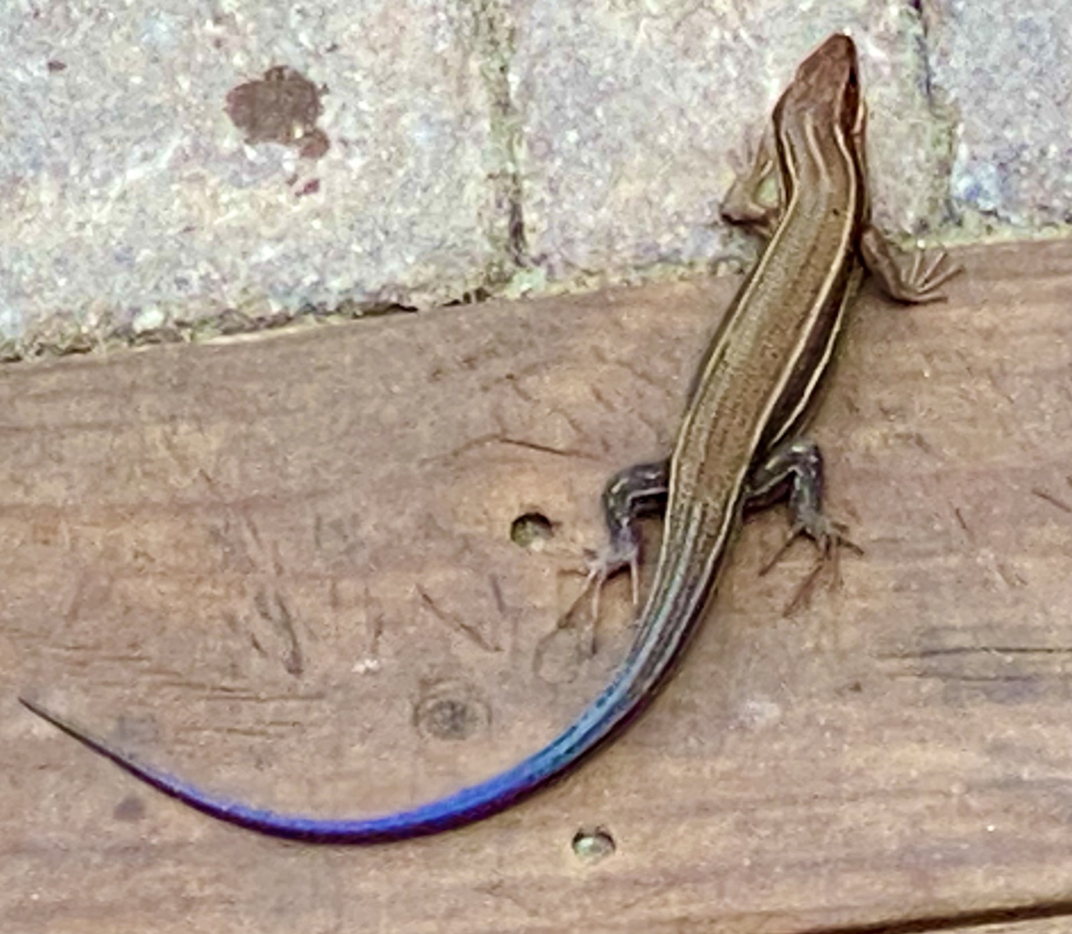 My Garden – Gypsie’s Wonderful World of Words