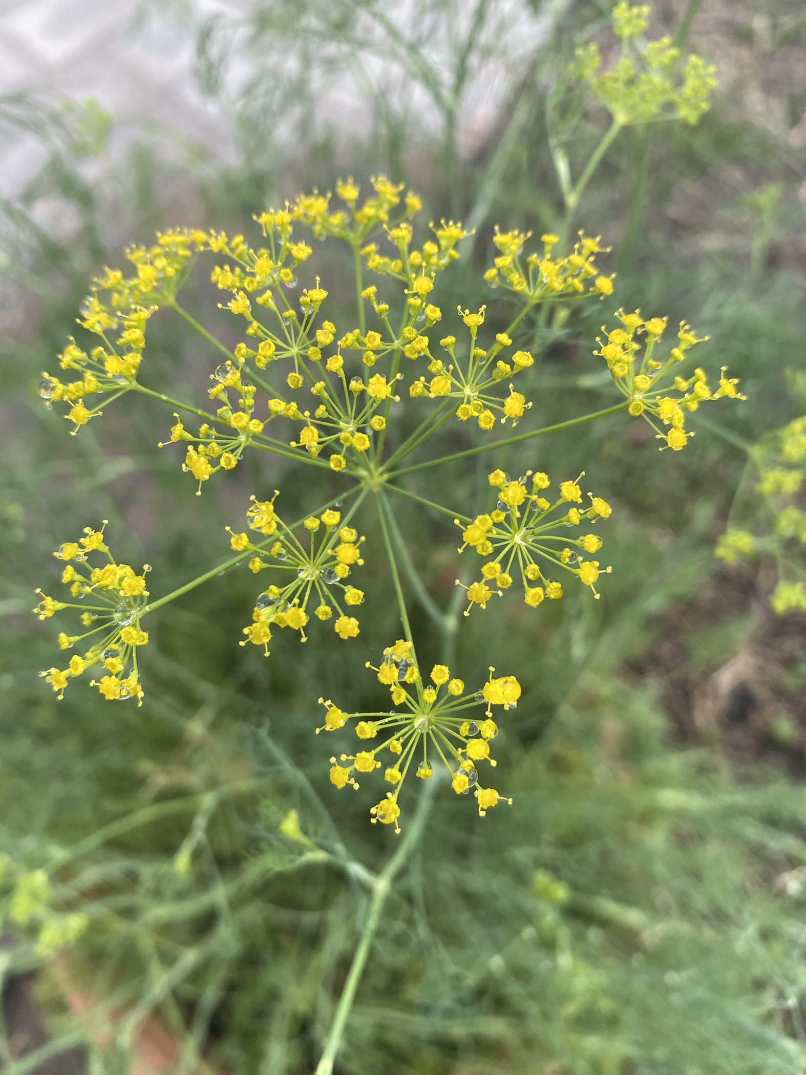 Flower Lullaby – Gypsie’s Wonderful World of Words
