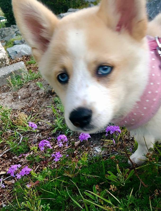 Little Girl – Gypsie’s Wonderful World of Words