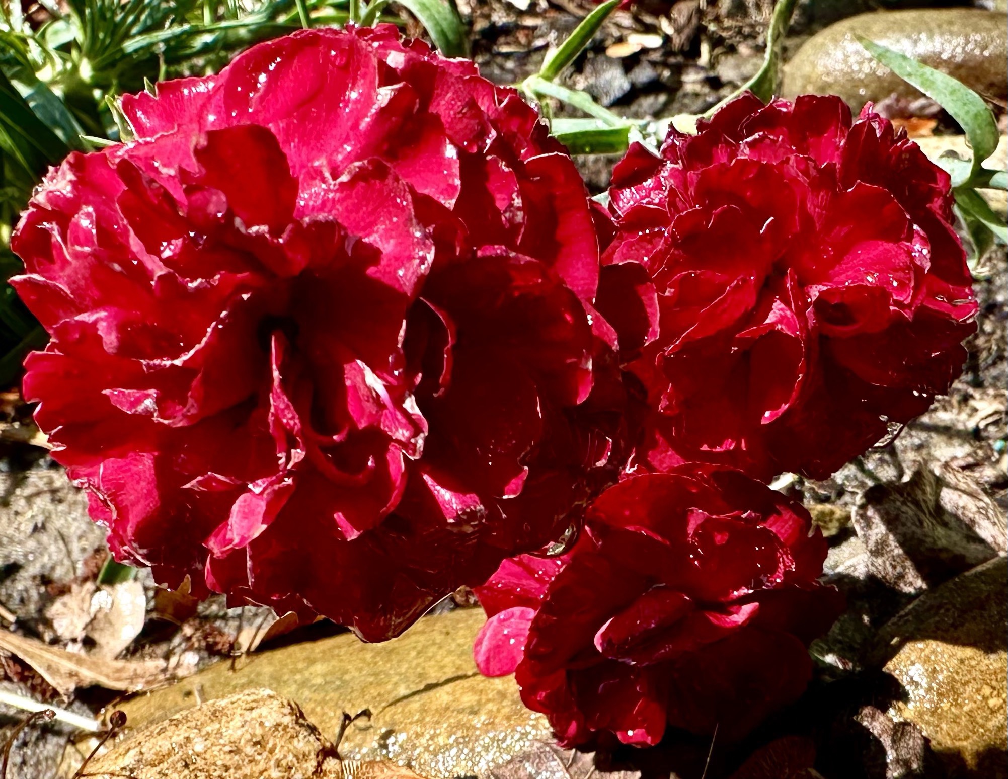 P is for Passion Flower – Gypsie’s Wonderful World of Words