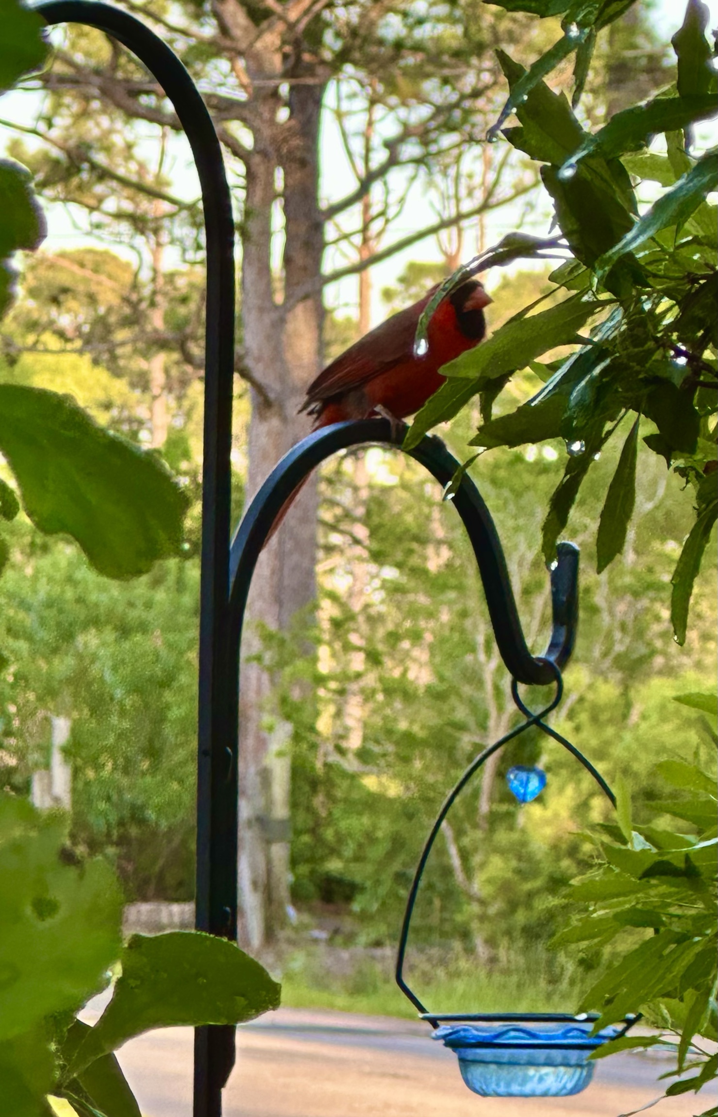 A Bird – Gypsie’s Wonderful World of Words