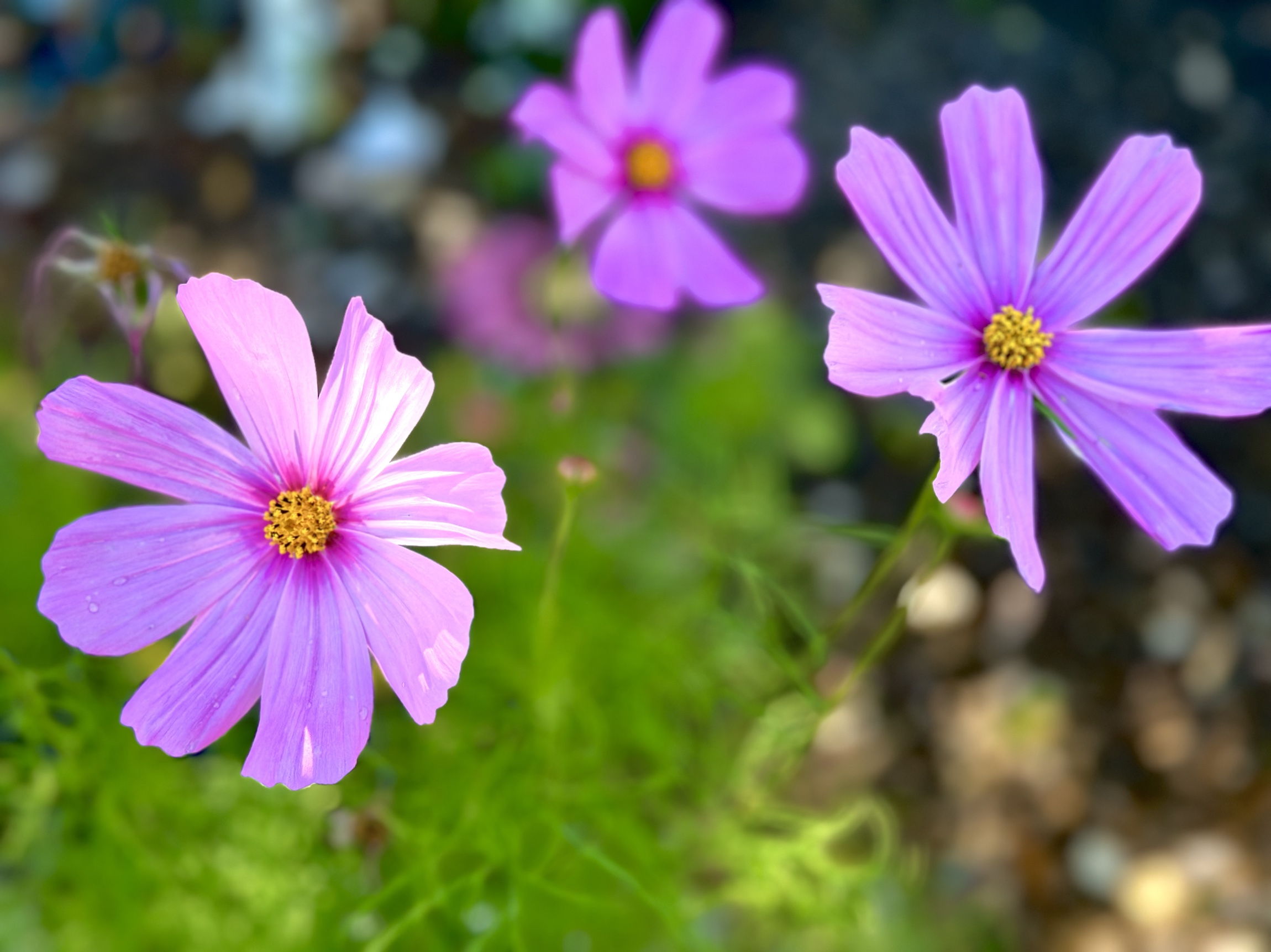 One More Day – Gypsie’s Wonderful World of Words