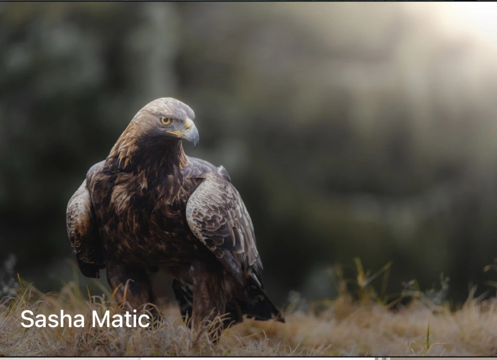 The Eagle and The Chaffinch – Gypsie’s Wonderful World of Words